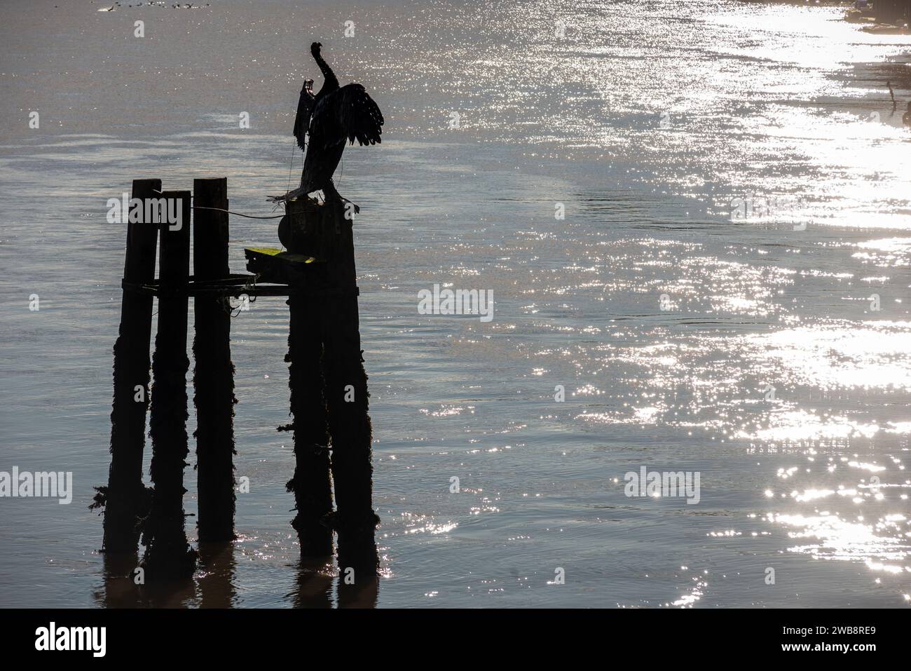 Newhaven, January 6th 2024: The Cormorant Statue in the River Ouse ...