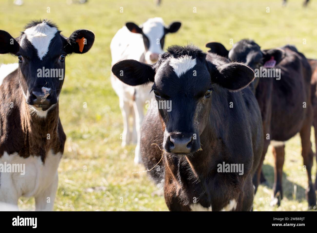 Calves graze in an open-air field. Livestock Stock Photo - Alamy
