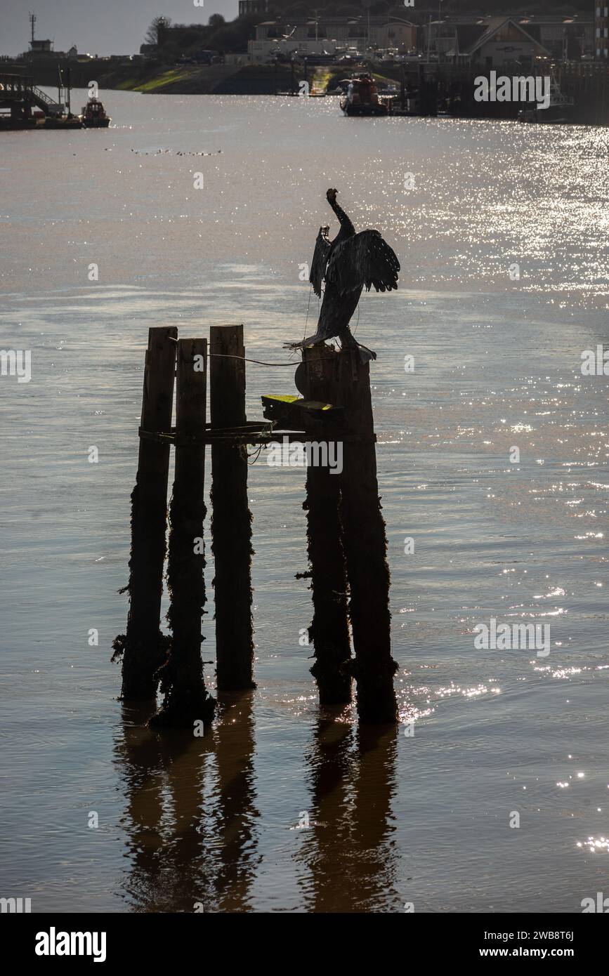 Newhaven, January 6th 2024: The Cormorant Statue in the River Ouse ...