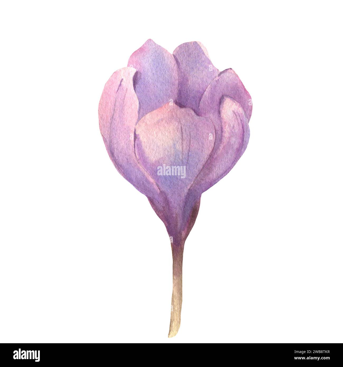 White and purple crocuses. Flowers painted in watercolor. A clip art of ...