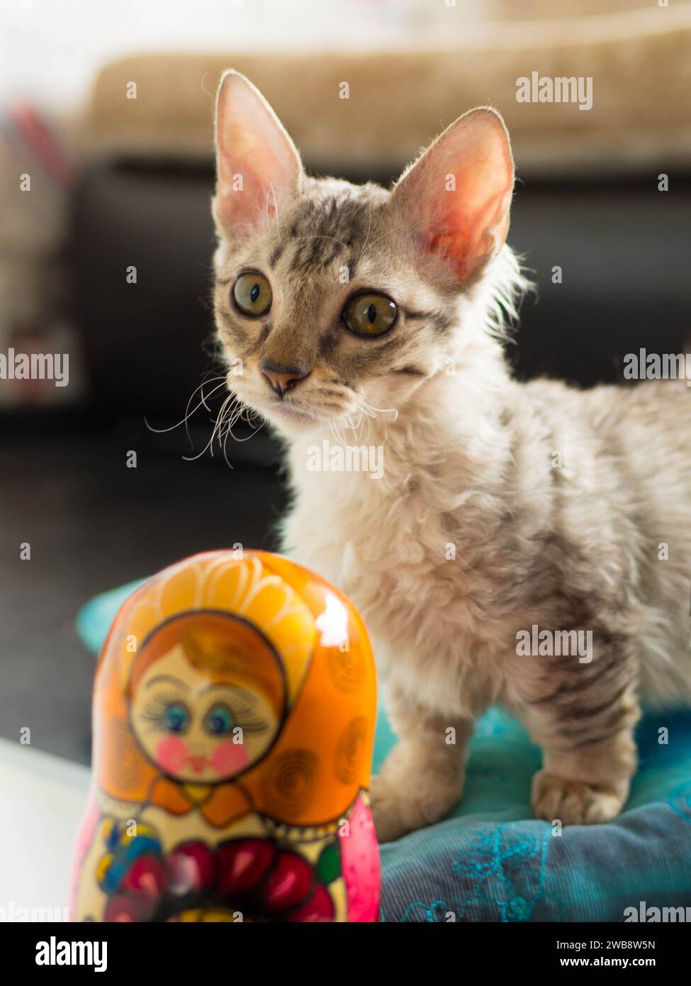 Lambkin hi-res stock photography and images - Alamy