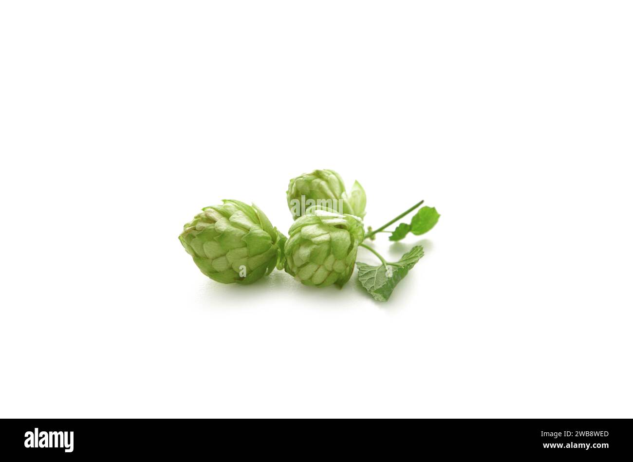 Hops isolated hi-res stock photography and images - Alamy