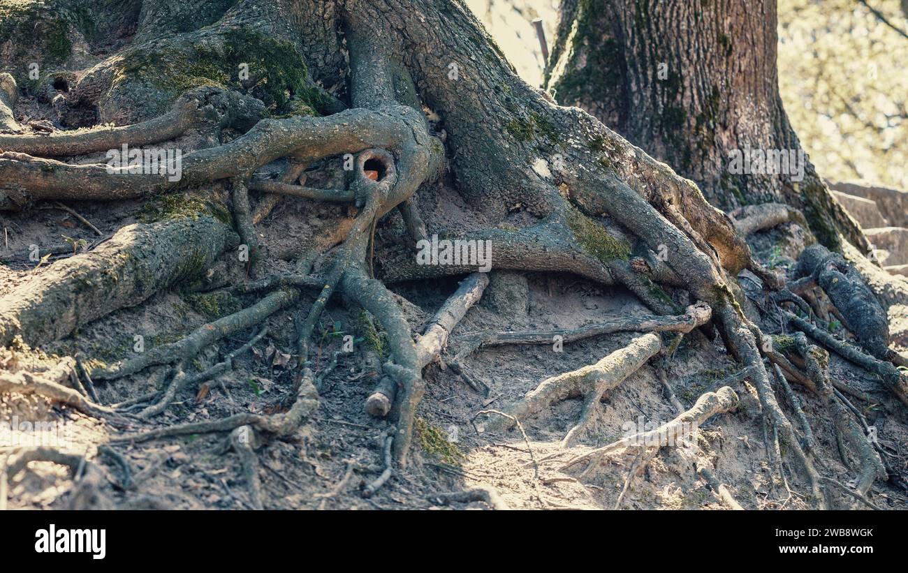 Old roots hi-res stock photography and images - Alamy