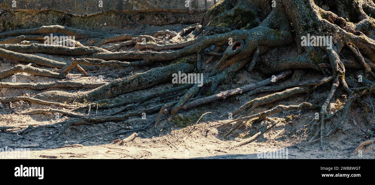 Climb tree roots hi-res stock photography and images - Alamy