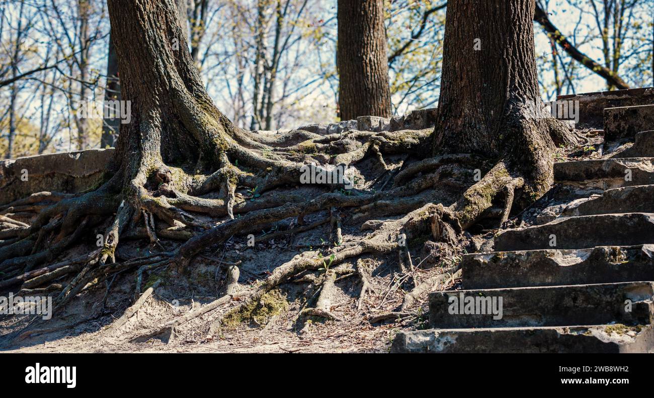 A tree with open roots grows on rocks. background picture. unusual tree ...