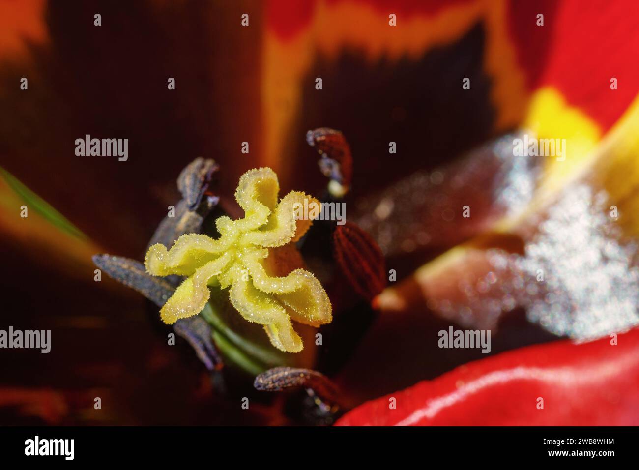 Shapes of a red tulip pistil in close-up. Look to inside, macro of beautiful dark red blooming ...