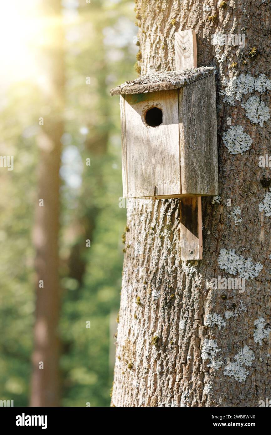 Handmade songbird nesting box attached to dead tree during spring ...
