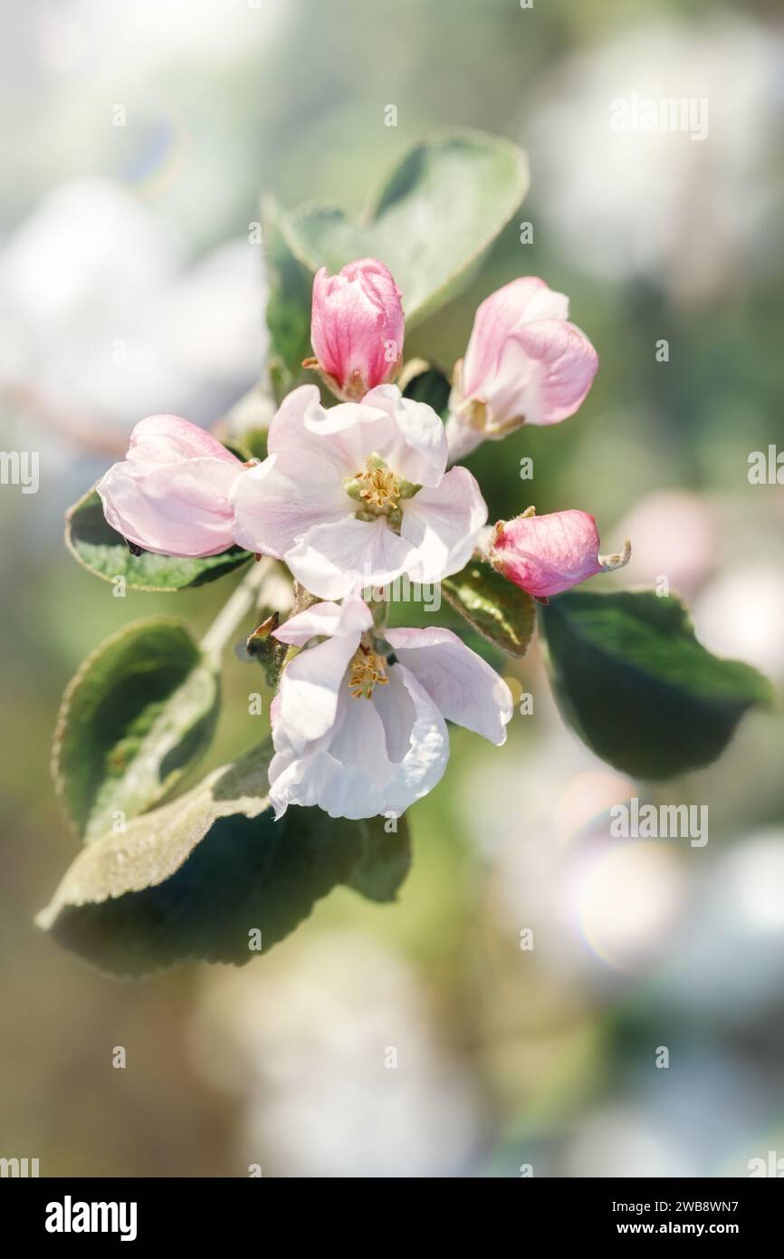 An apple tree branch is photographed against a softly blurred ...