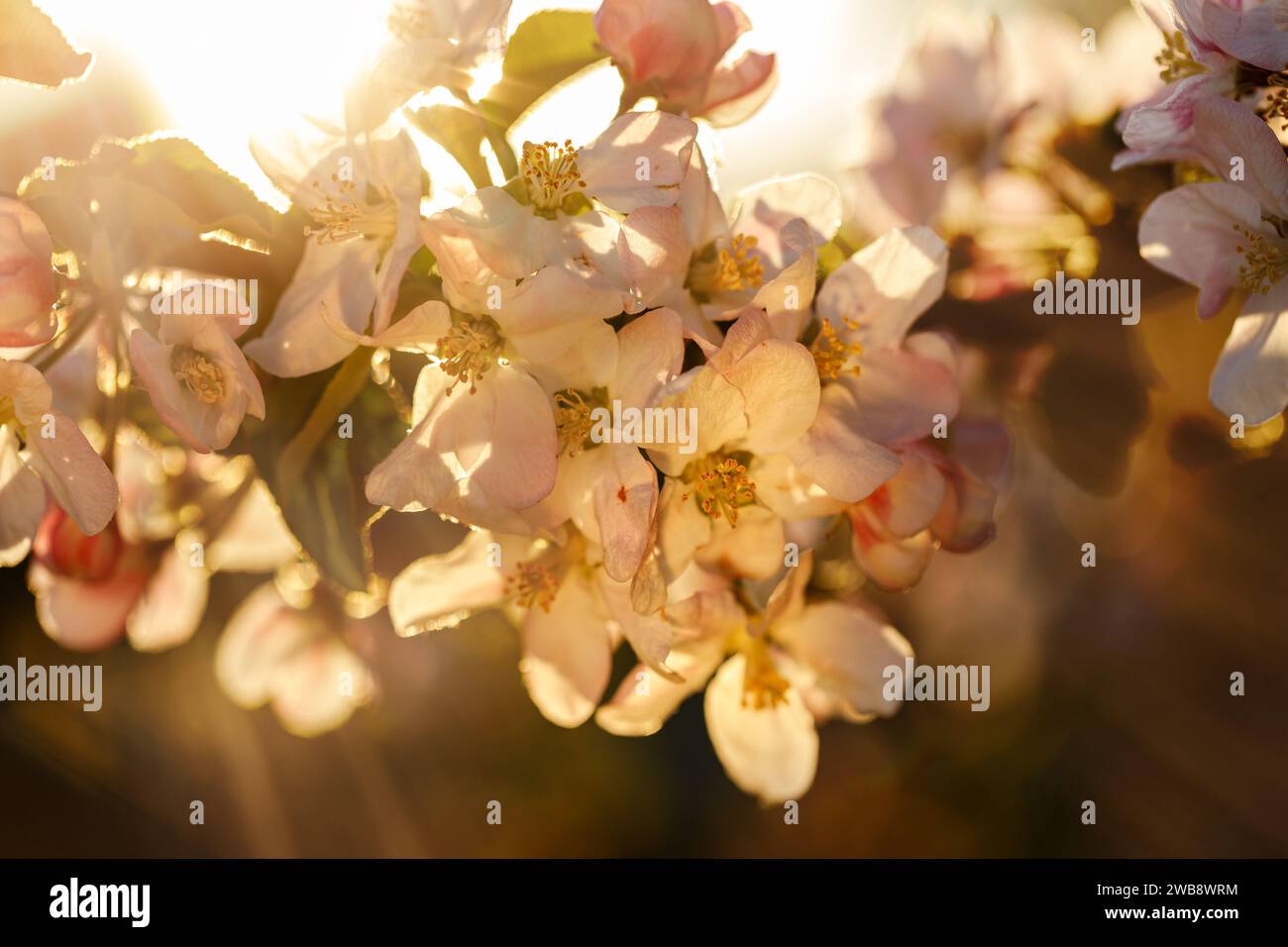 The back light shines through the bloom and sun rays spreads between ...