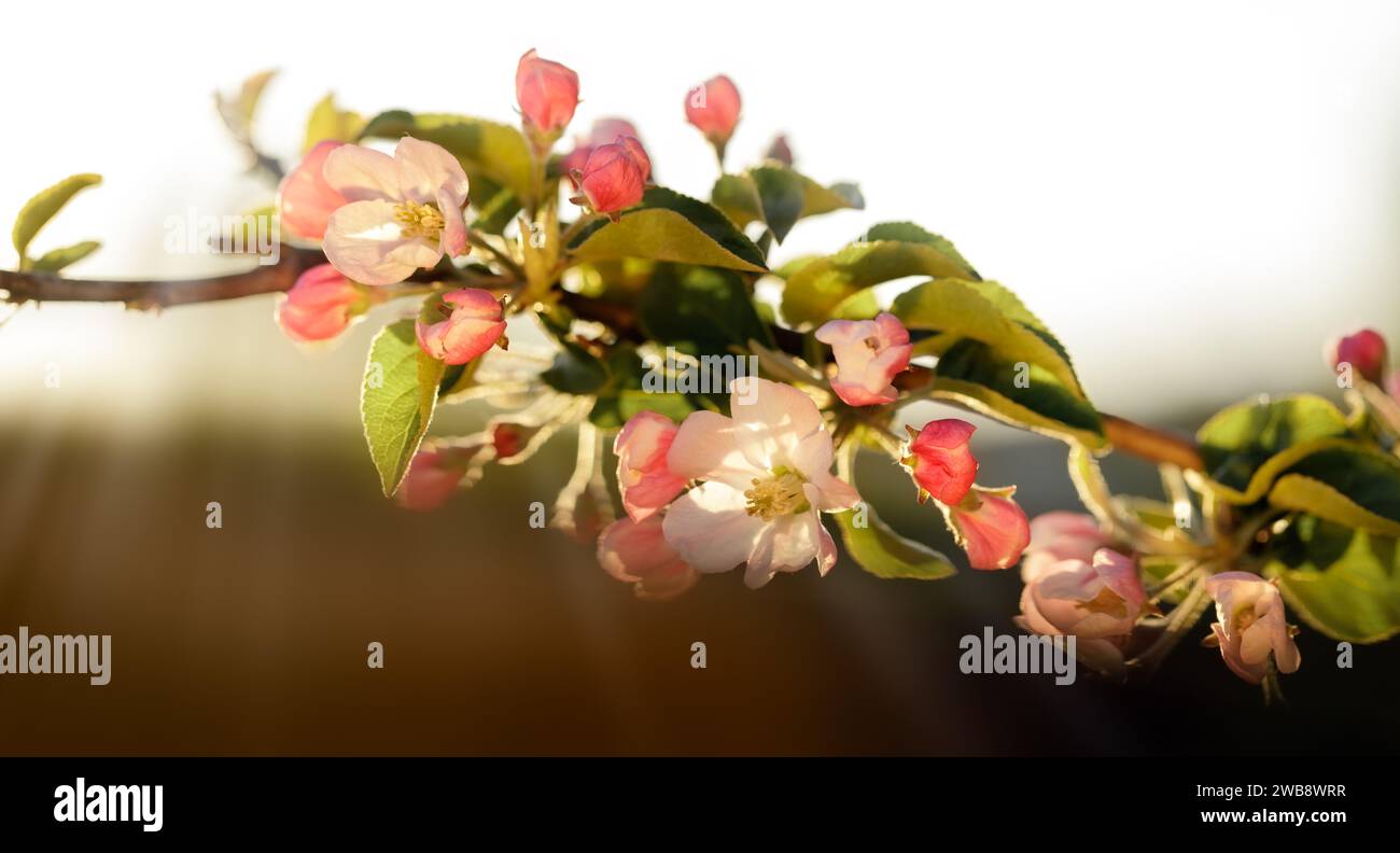 An elongated branch of an apple tree with pink flowers and buds ...