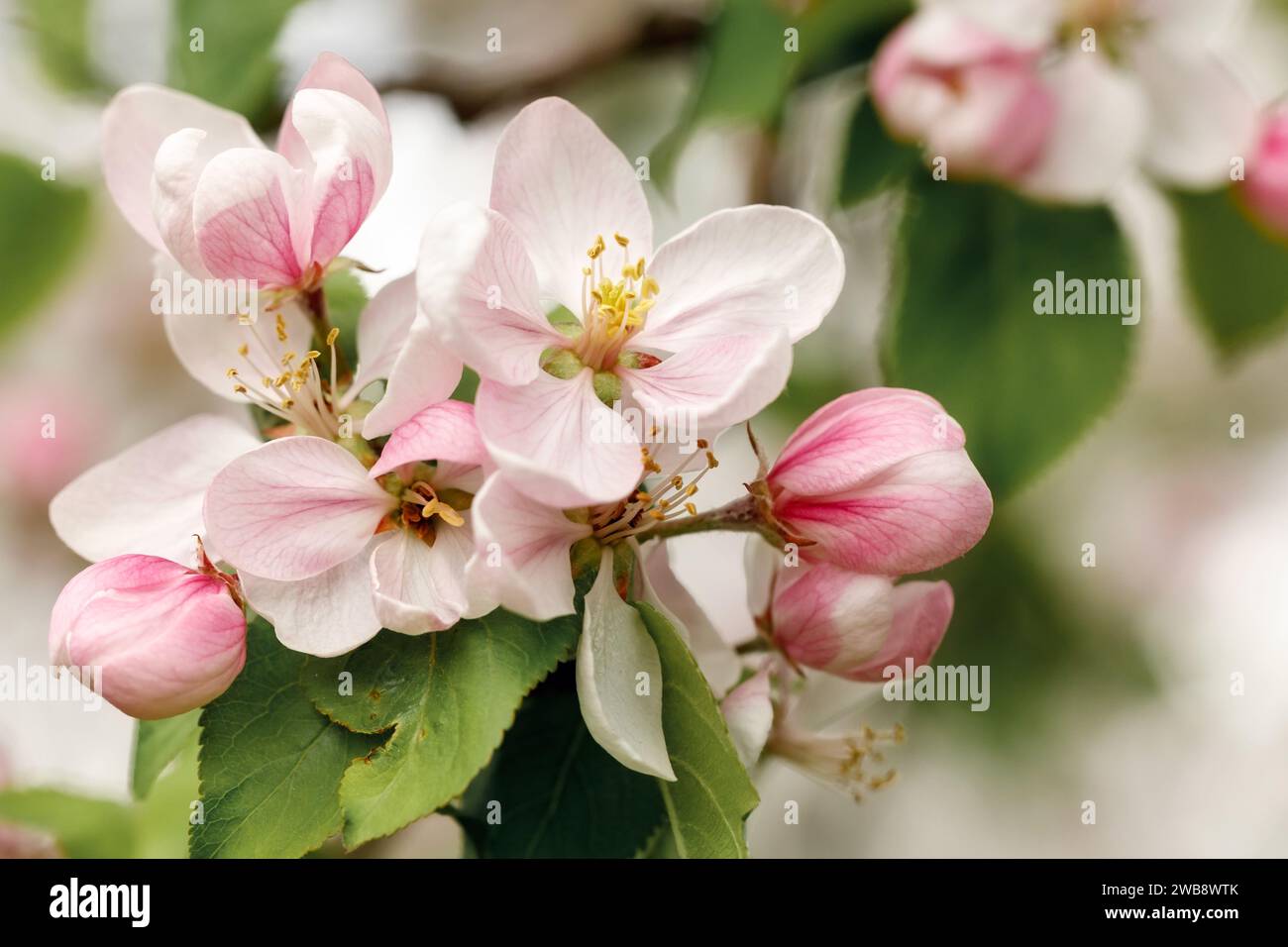 Bouquet of pink apple blossoms, horizontal photo Stock Photo - Alamy