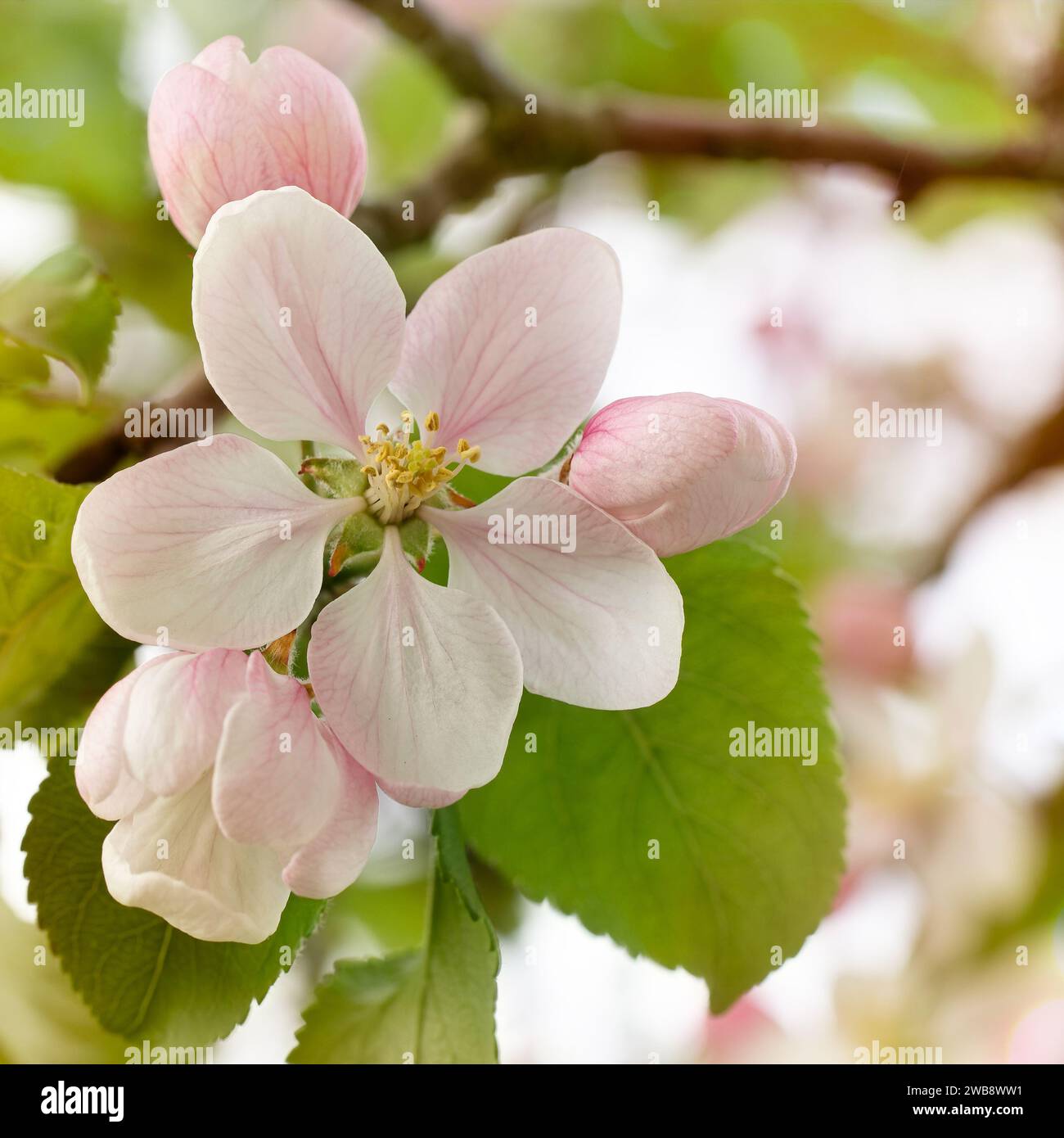 A picture of a spring flower in very soft colors, in a square format ...