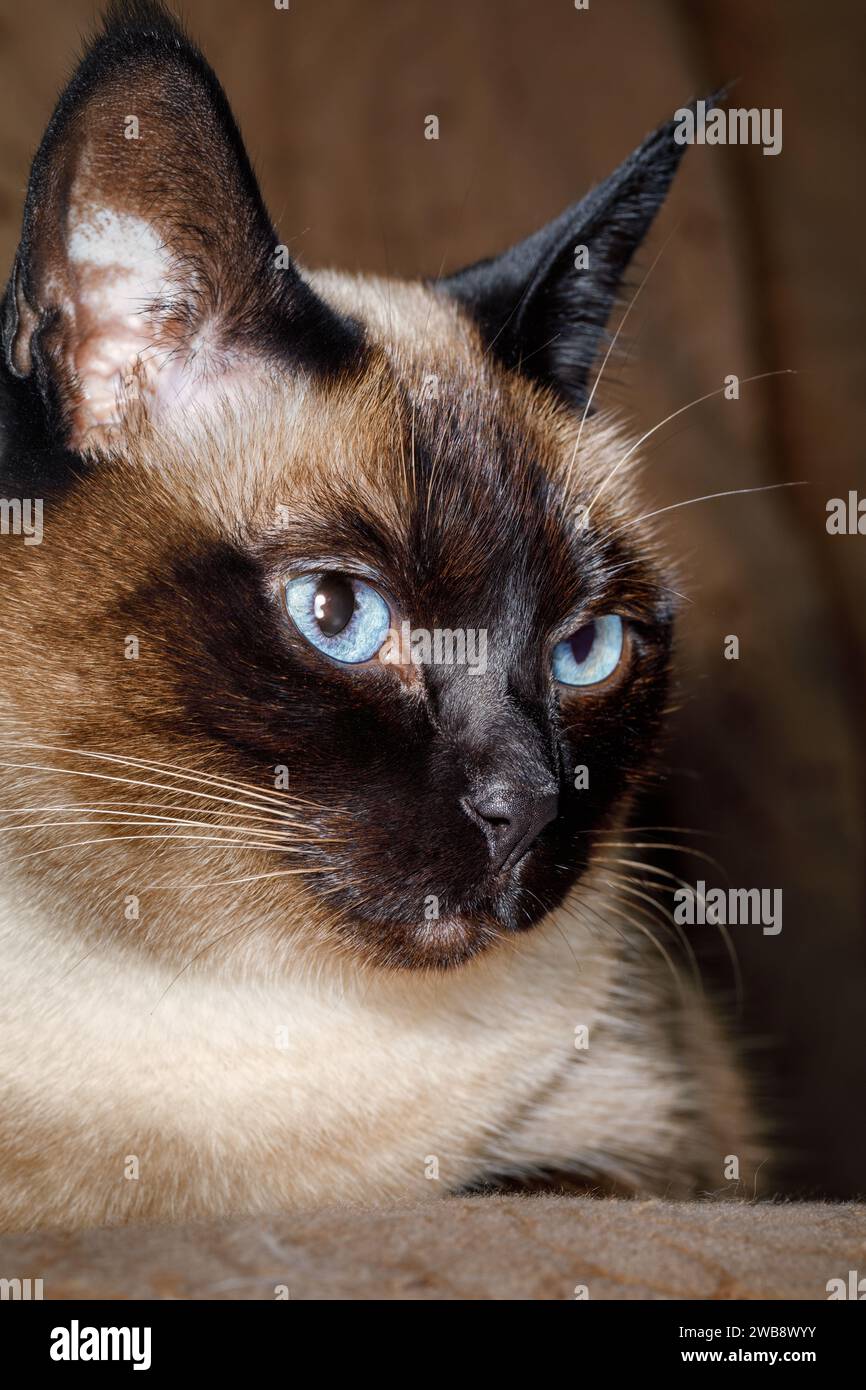 Brown siamese cat lying couch on brown background, vertical portrait ...