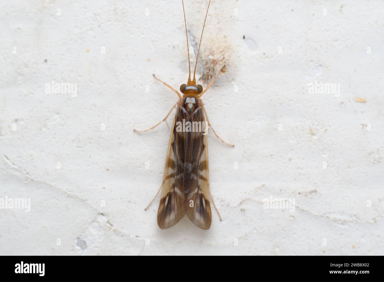 Ecological documentation hi-res stock photography and images - Alamy