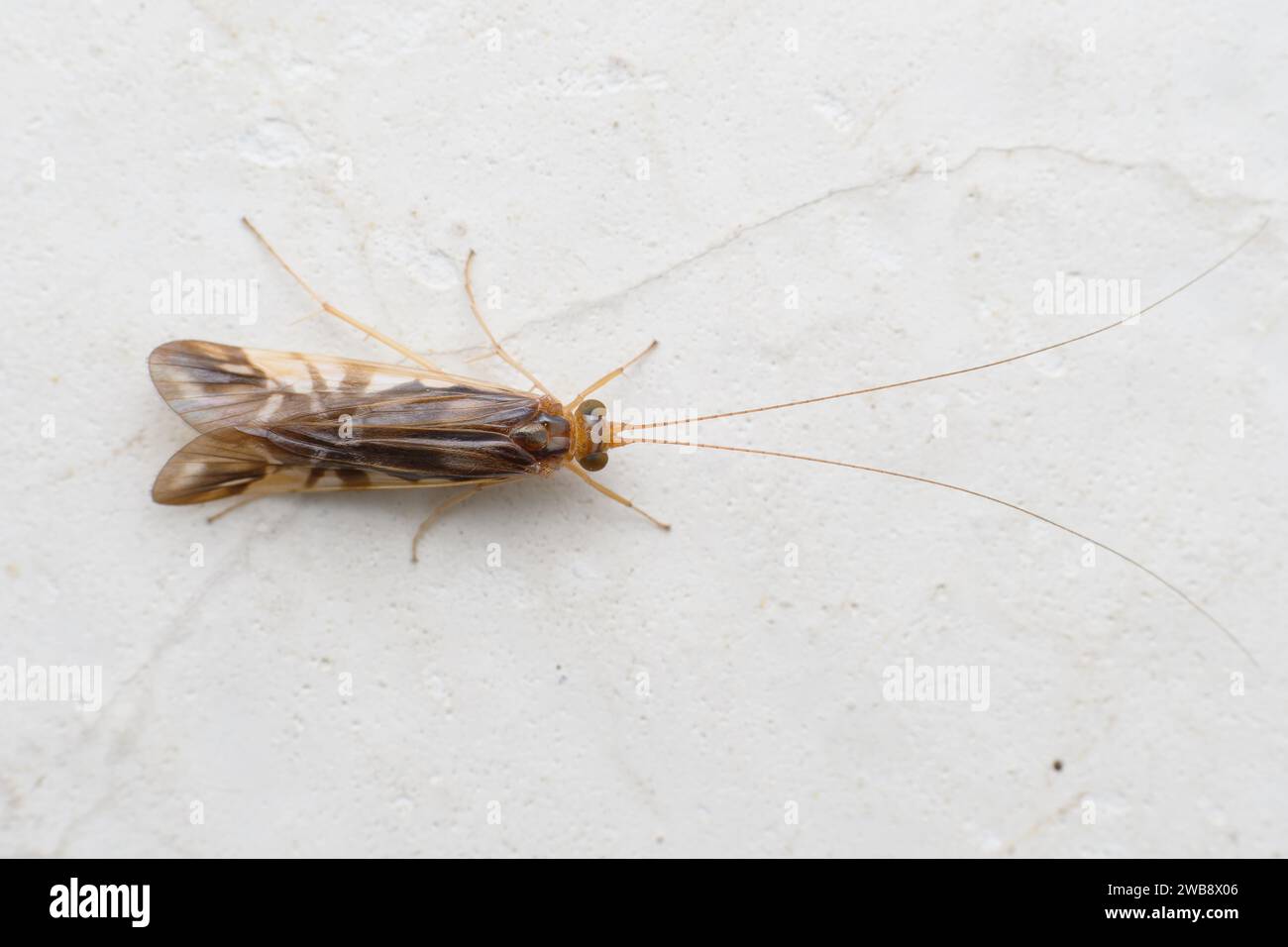An adult Caddisfly (Order: Trichoptera) rests on a white wall in Satara ...