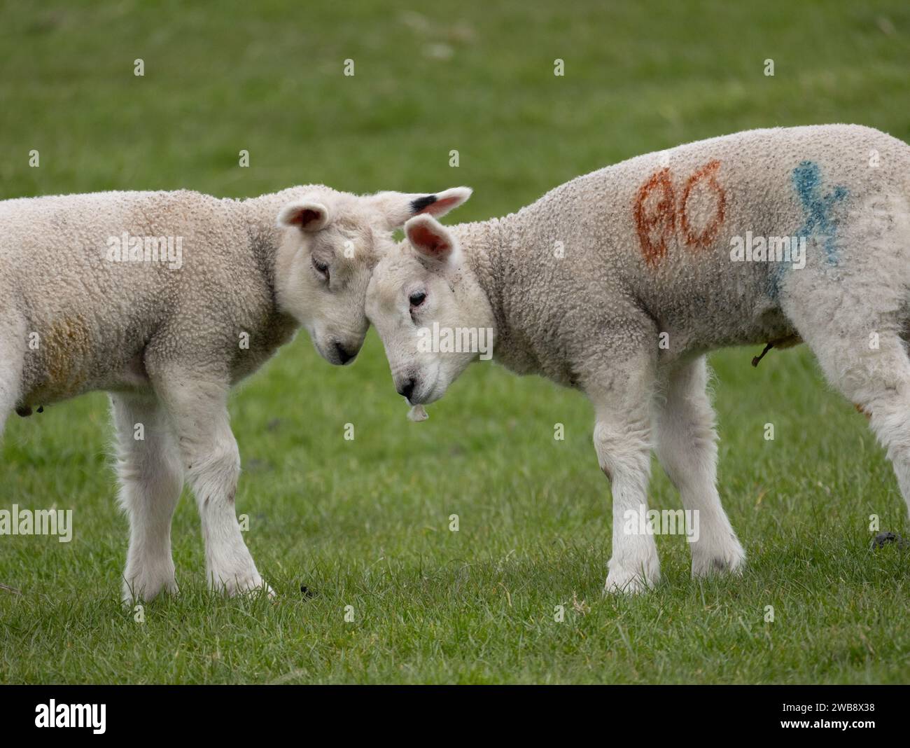 Two lamb with the heads together Stock Photo - Alamy