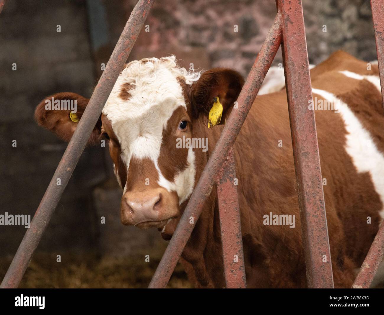 Cattle behaviour hi-res stock photography and images - Alamy