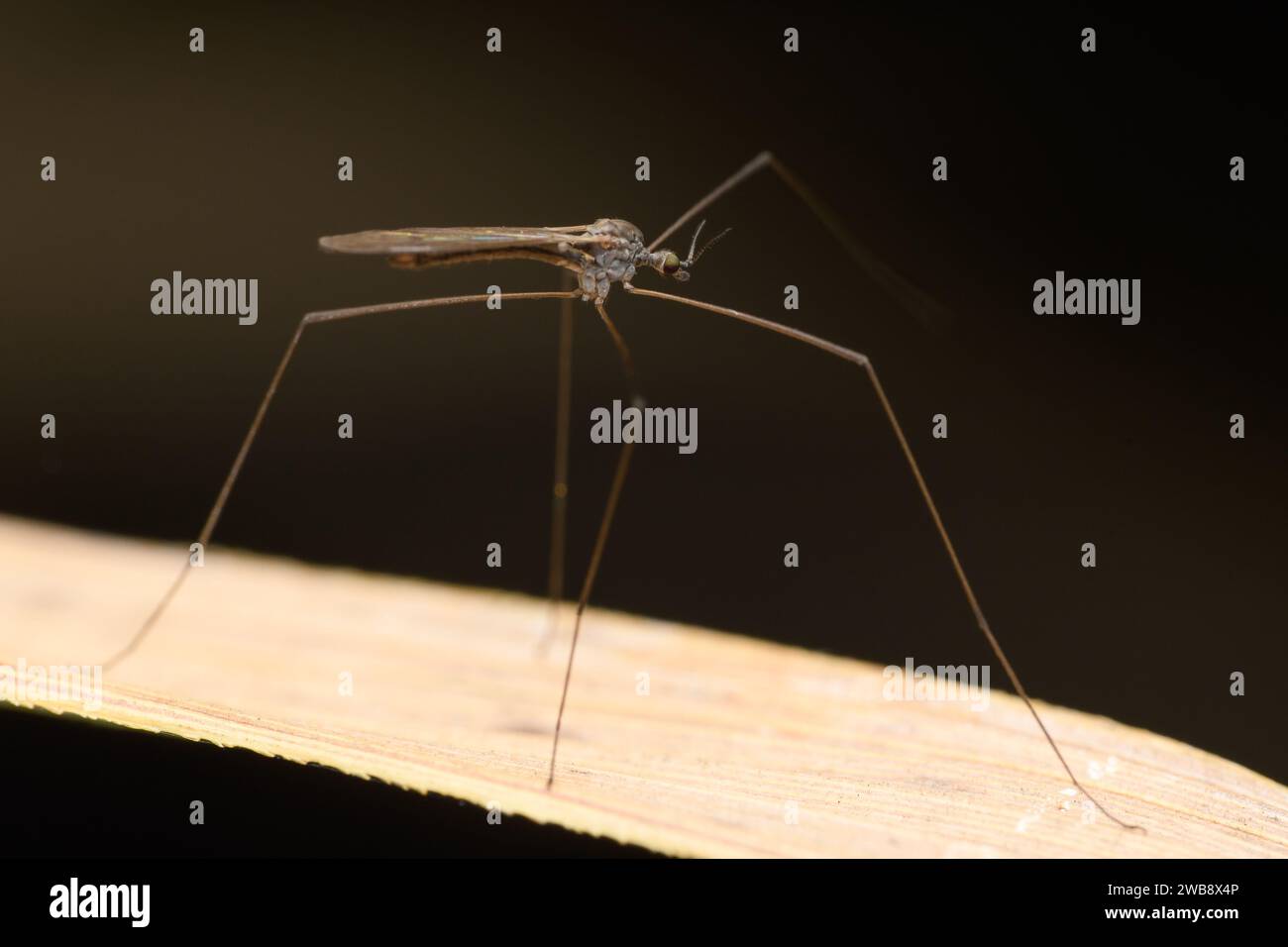 A Crane Fly (Tipula paludosa) perches on the edge of a leaf in Satara ...