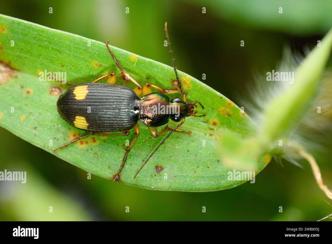 The dorsal view of a Ground Beetle (Chlaenius bonelli) on a green leaf ...
