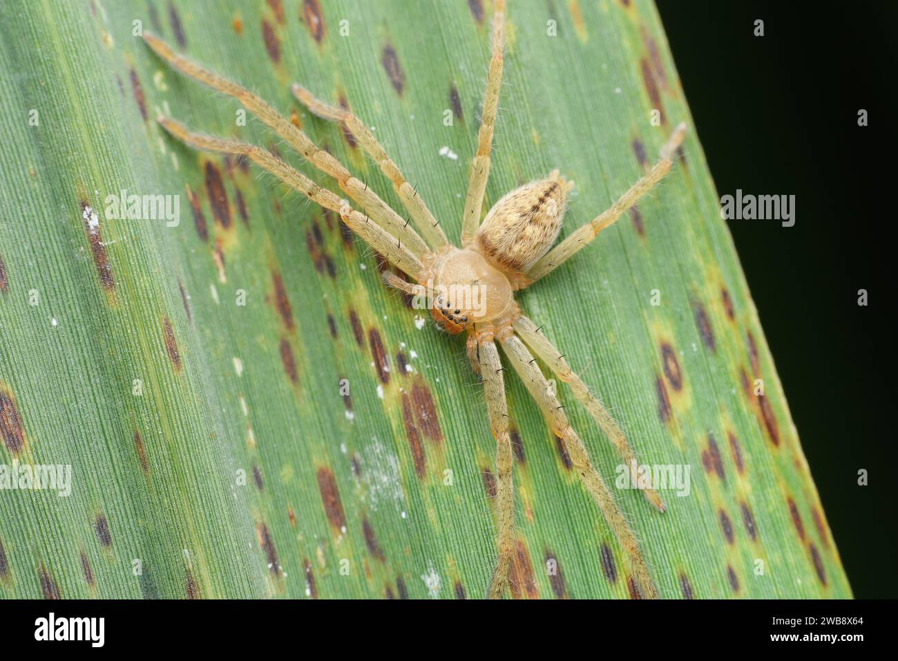 Blending scientific identification hi-res stock photography and images ...