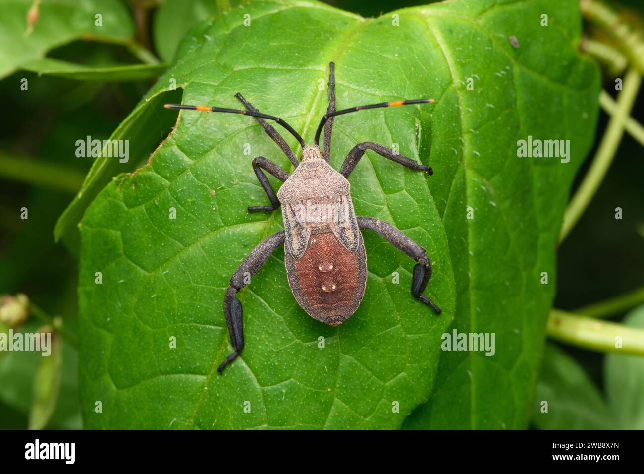 A Leaf-footed Bug (Acanthocephala terminalis) stands out on a lush ...