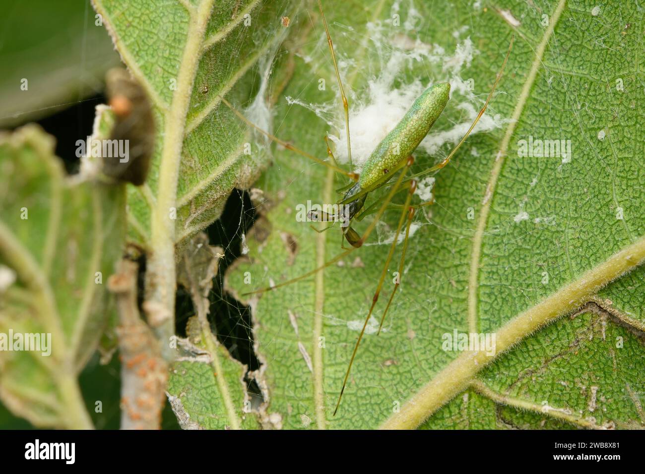 A close-up of a Long-Jawed Spider (Tetragnatha guatemalensis) on a ...