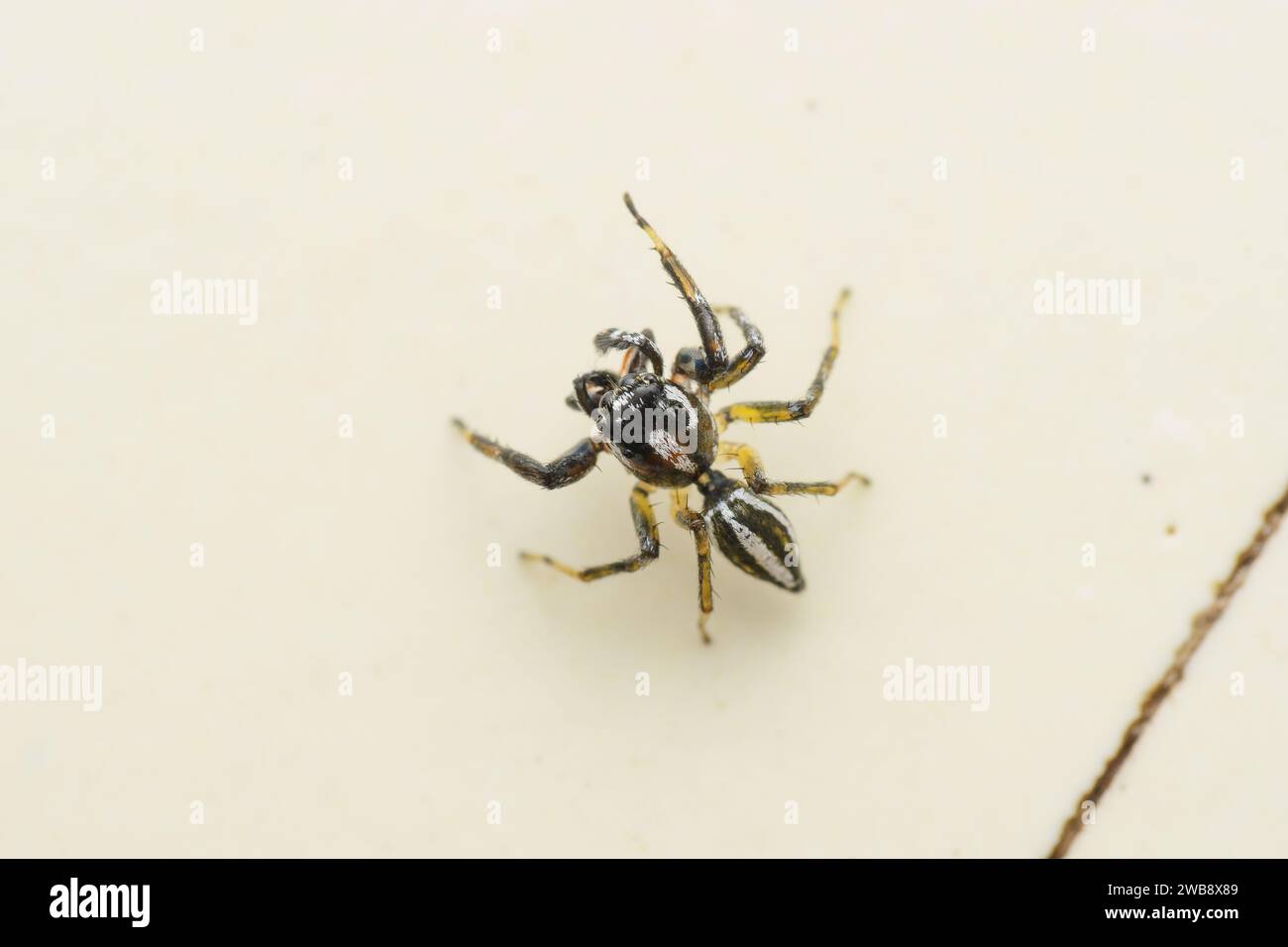 Side view of a Male Jumping Spider (Proszynskia diatreta) on a neutral ...