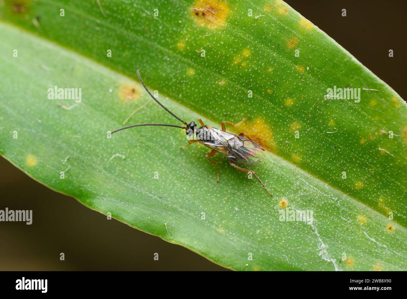 A detailed view of a Parasitoid Wasp (Pmpla turionellae) on a leaf ...
