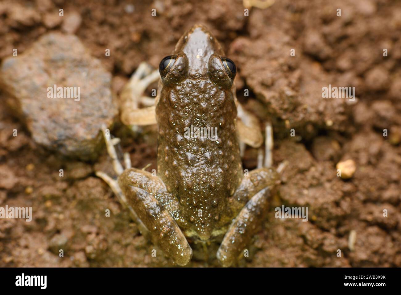 Top perspective of a Skittering Frog (Euphlyctis cyanophlyctis) in its ...