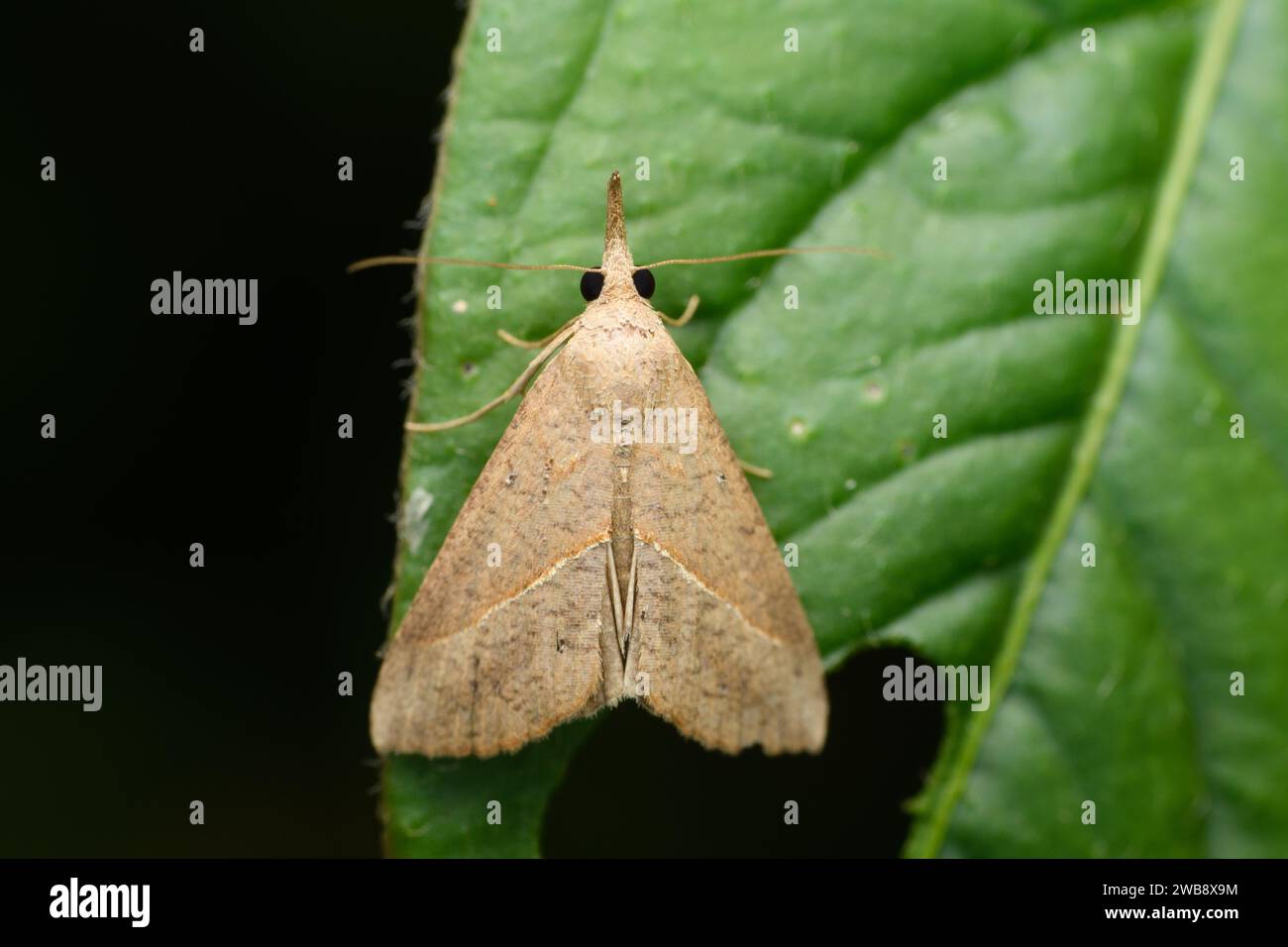 A Dryleaf Moth (Hypena proboscidalis) blends seamlessly into a leaf, a ...