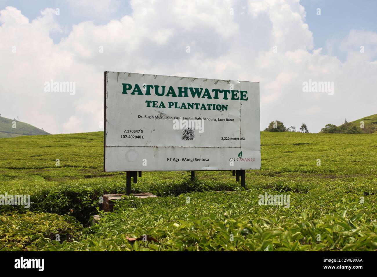 The tea plantations in Ciwidey, West Java in Indonesia Stock Photo - Alamy