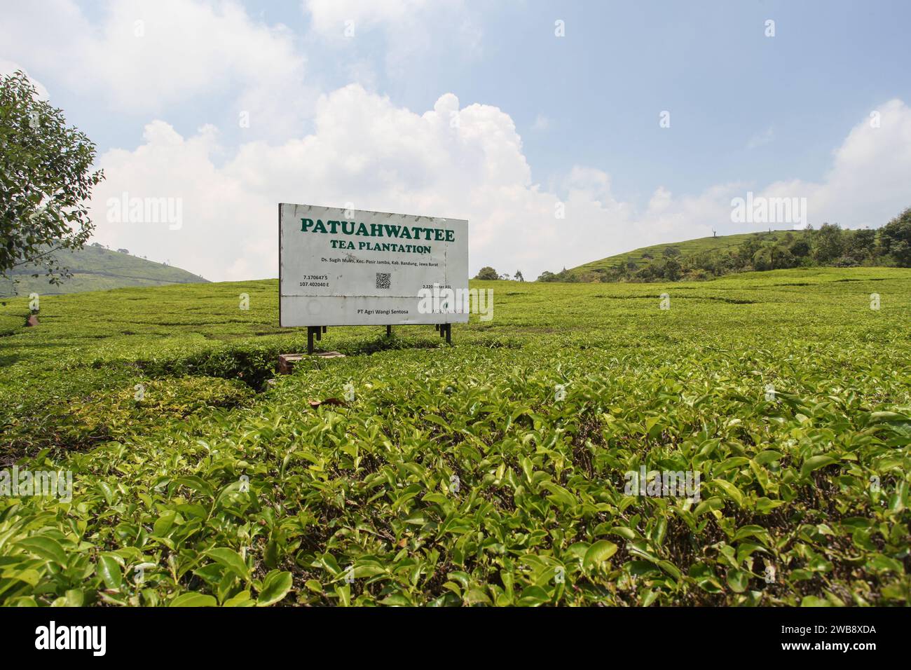 The tea plantations in Ciwidey, West Java in Indonesia Stock Photo - Alamy