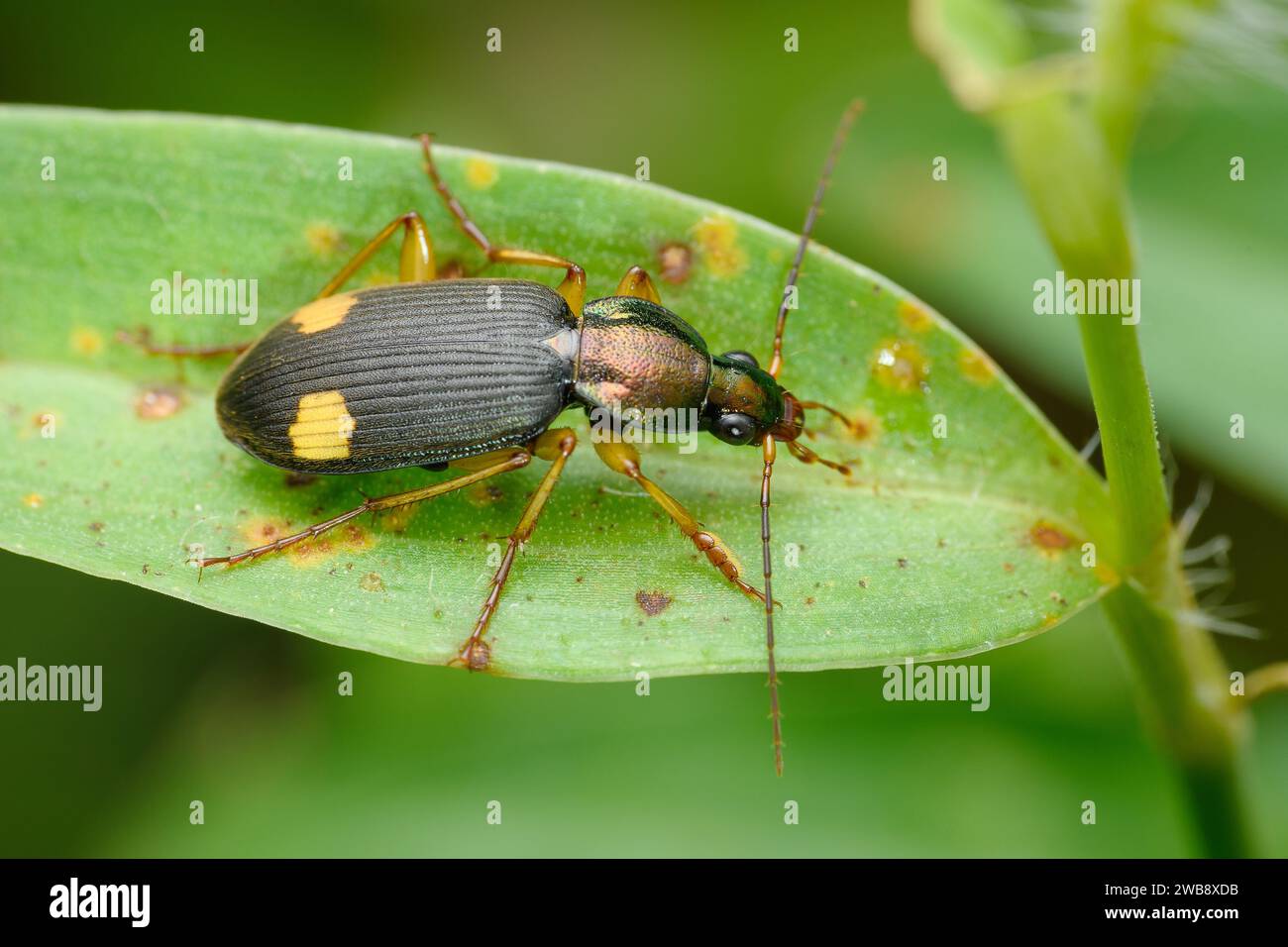 A Chlaenius bonelli Ground Beetle perched on a green leaf, photographed ...