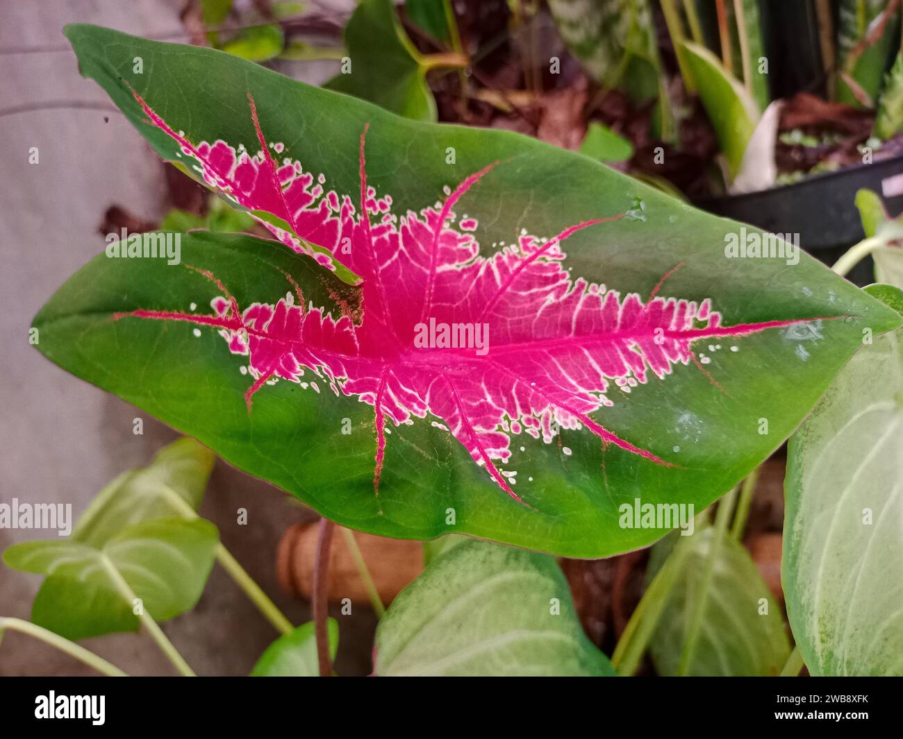 flowers with three attractive colors Stock Photo - Alamy
