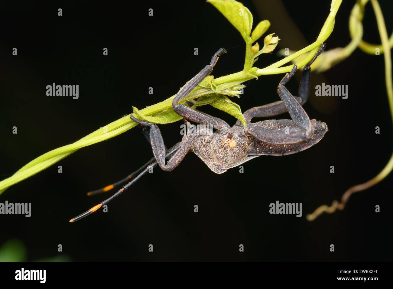 A Leaf Footed Bug Acanthocephala Terminalis Perches On A Stem Showcasing Its Unique Leg