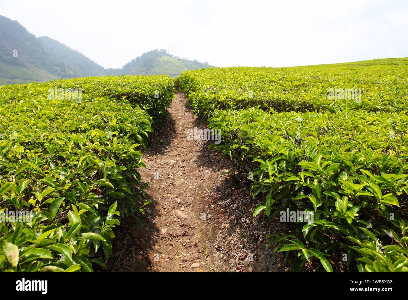 The tea plantations in Ciwidey, West Java in Indonesia Stock Photo - Alamy