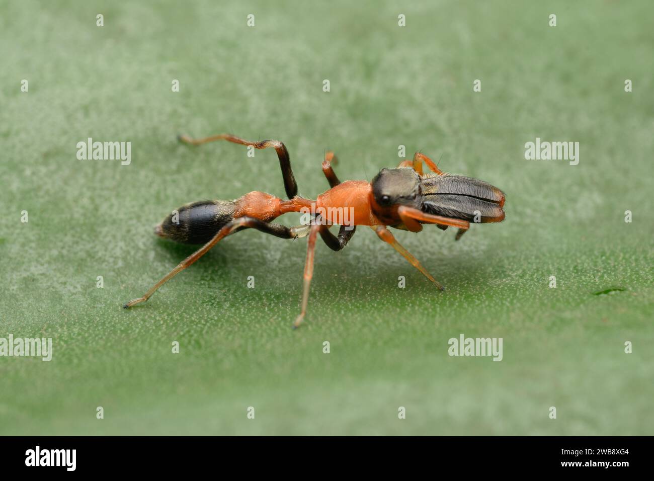 A striking Myrmarachne formicaria mimicking an ant, captured in lateral ...
