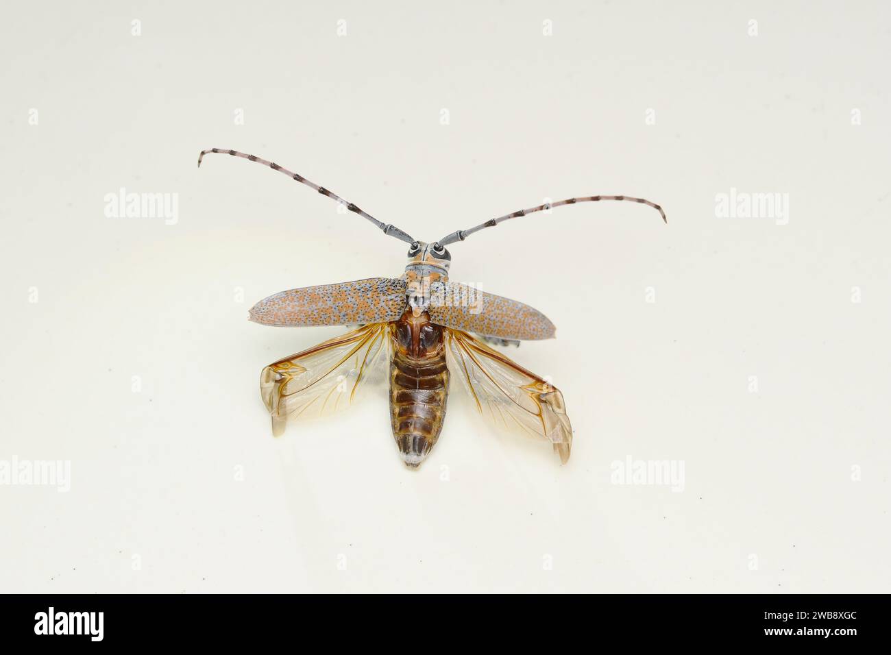 Batocera rufomaculata, a long-horned beetle, captured mid-flight ...