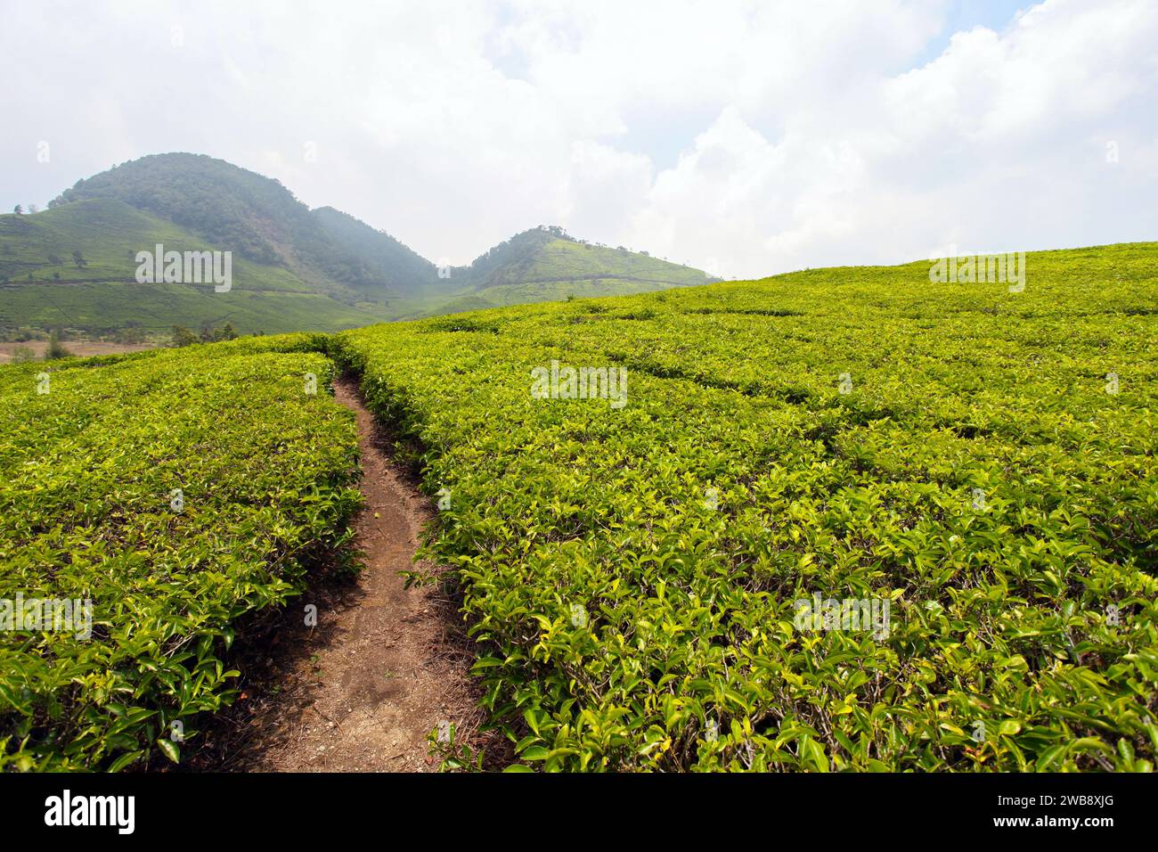 The tea plantations in Ciwidey, West Java in Indonesia Stock Photo - Alamy