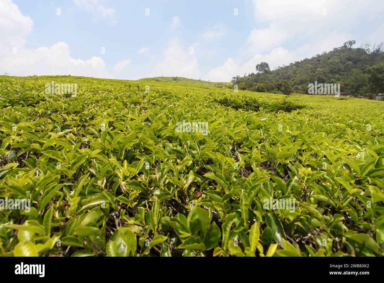 The tea plantations in Ciwidey, West Java in Indonesia Stock Photo - Alamy
