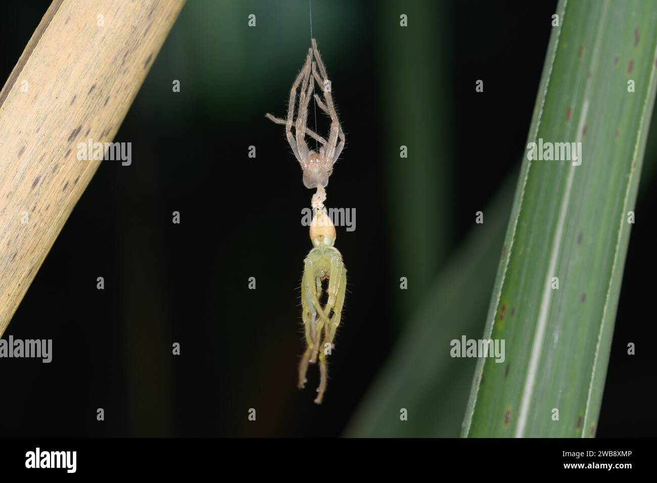 A stunning moment captured as an Olios melleti, Green huntsman spider ...
