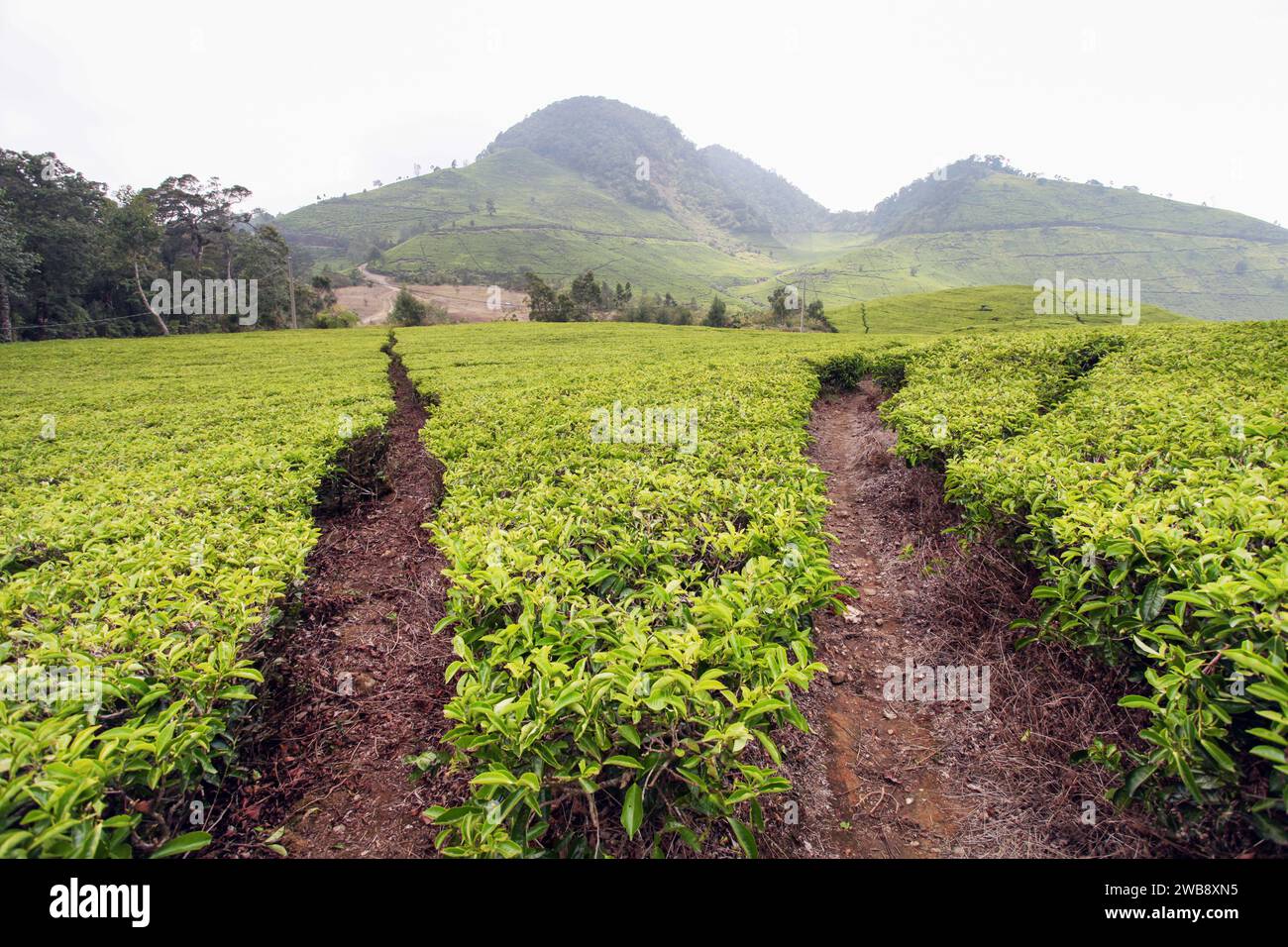The tea plantations in Ciwidey, West Java in Indonesia Stock Photo - Alamy