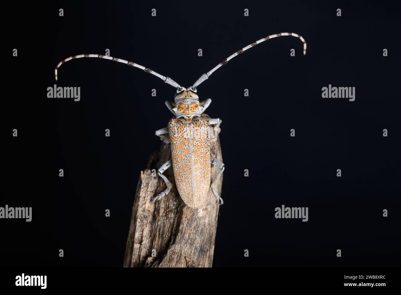 The nocturnal Batocera rufomaculata beetle poised on wood against a ...