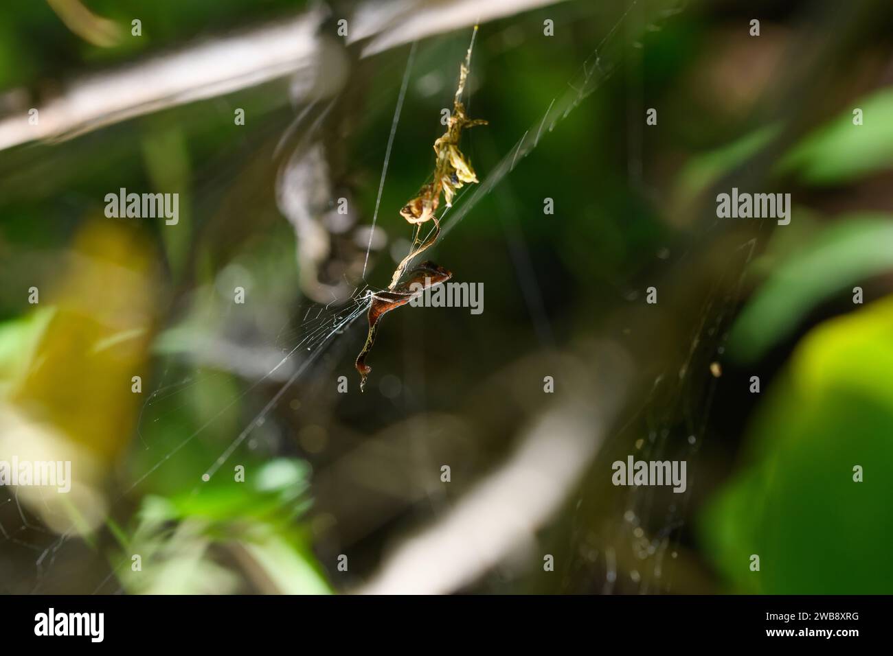 Captured against the shadows, the Arachnura angura appears suspended in ...