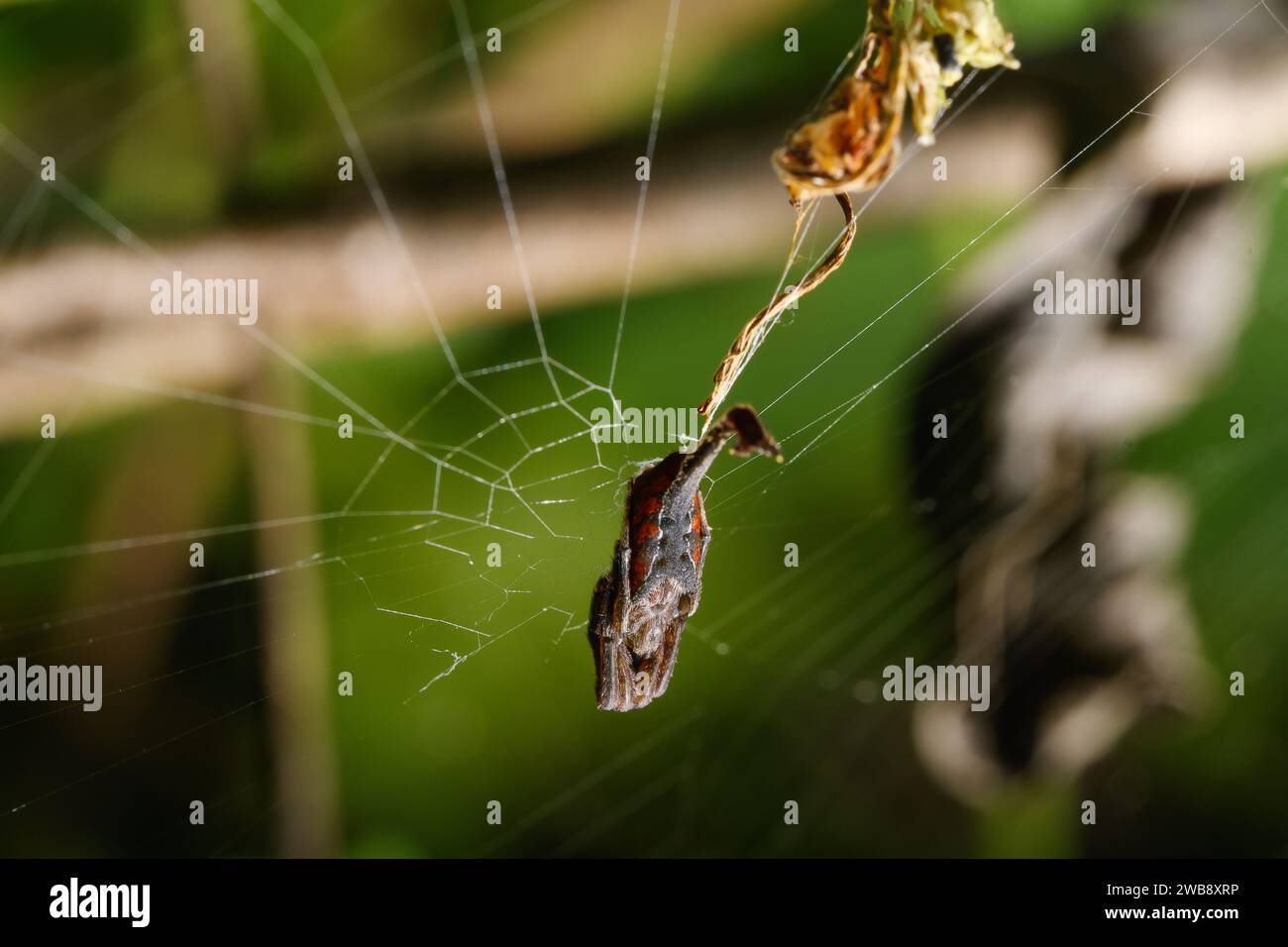 This image captures the peculiar Arachnura angura in its web, its ...