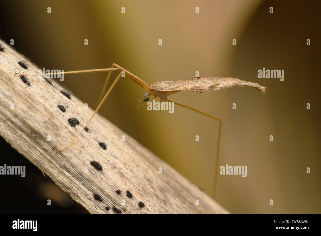 Indian plant diversity hi-res stock photography and images - Alamy