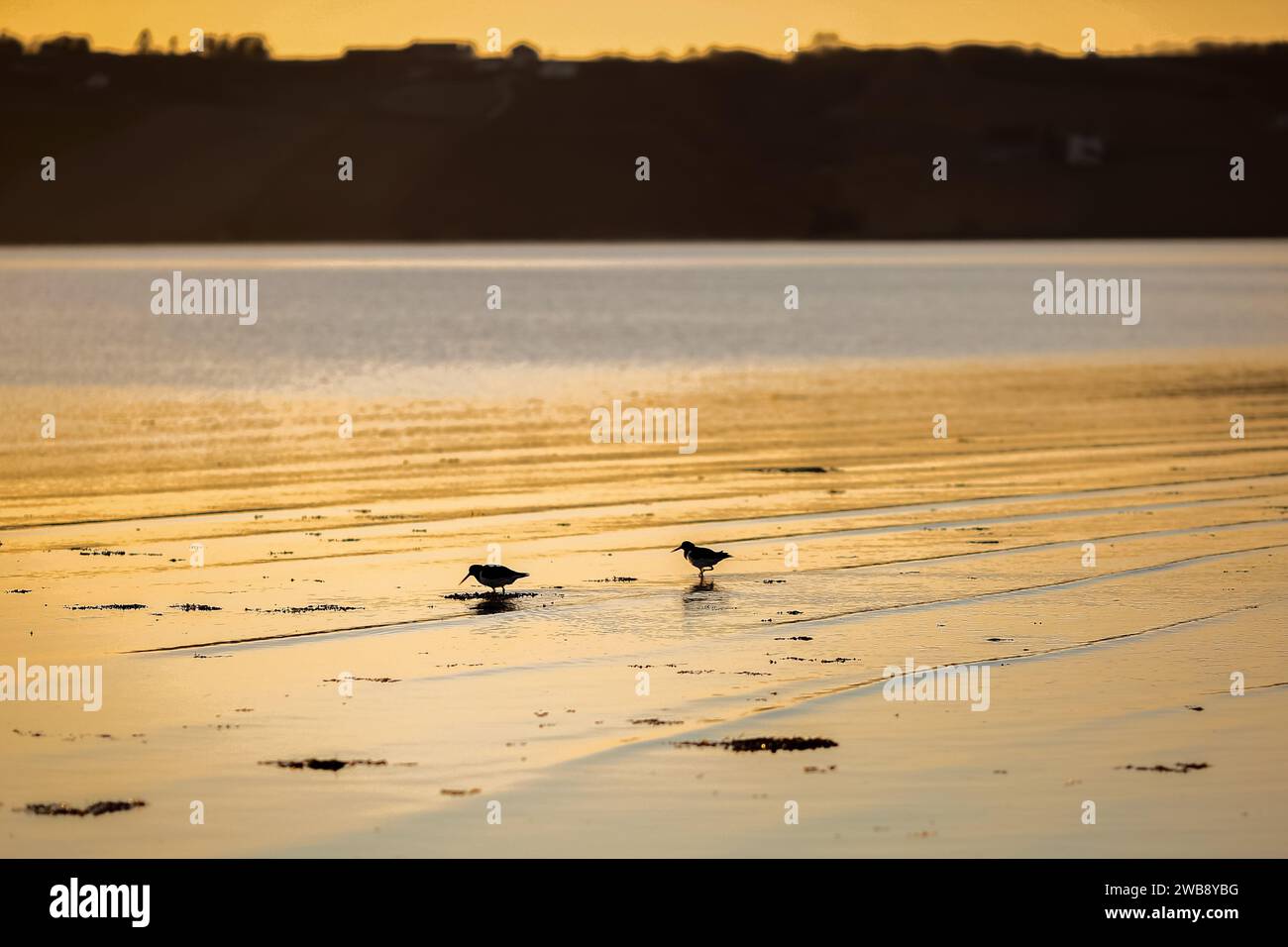 View of the Trondheim fjord and the beach Oesanden, Gaulosen nature ...
