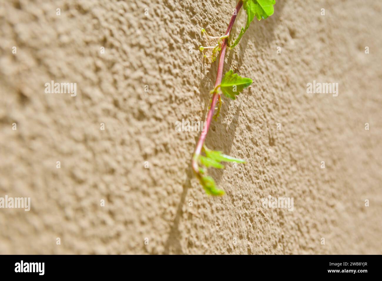Close-up of sunlit creeper plant sprout outdoors attached to brown wall ...