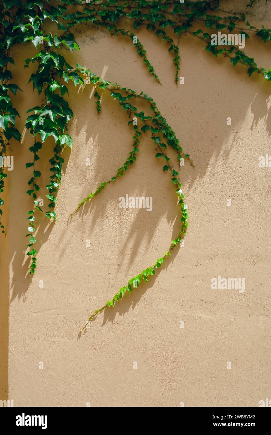 Brown outdoor wall decorated with creeper plant, vertical image Stock ...