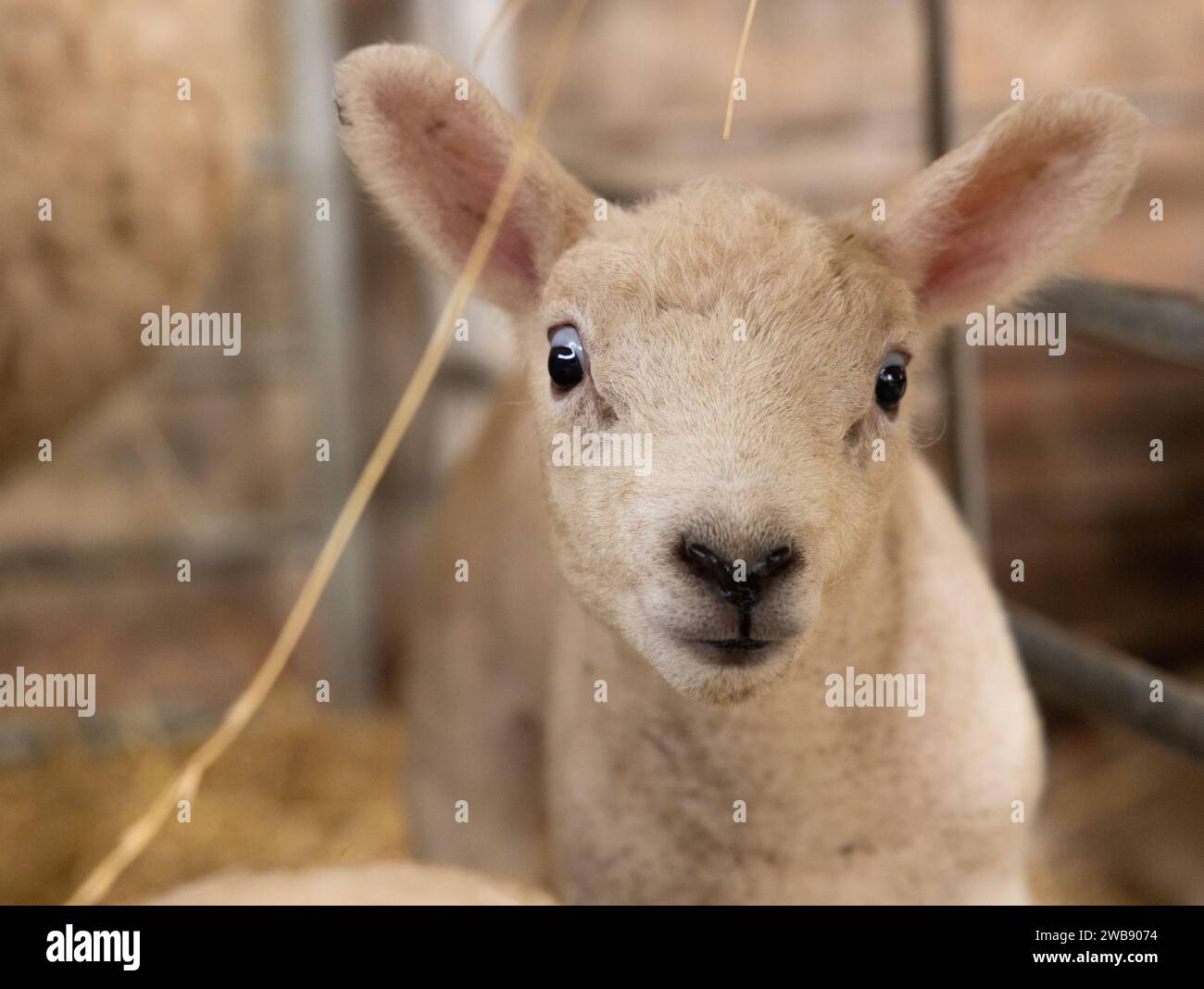 Head of a little tiny newly born lamb huge ears Stock Photo - Alamy